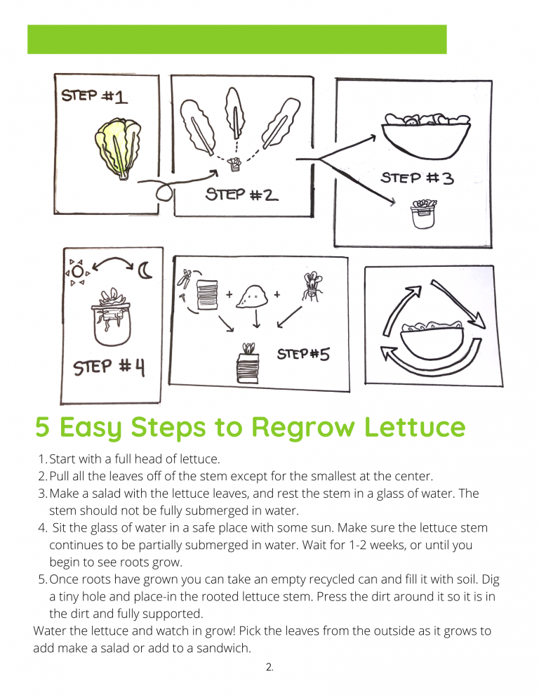 #TWKatHome Activity: Growing Lettuce and Salad Bases - TasteWise Kids